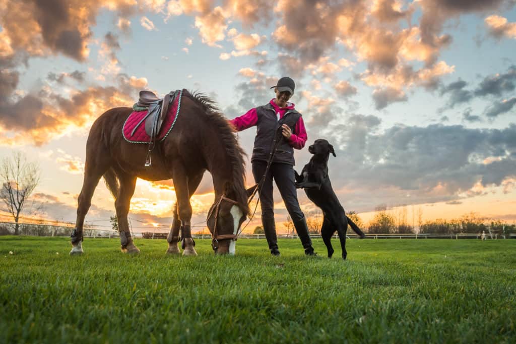How to Safely Horseback Ride with Dogs