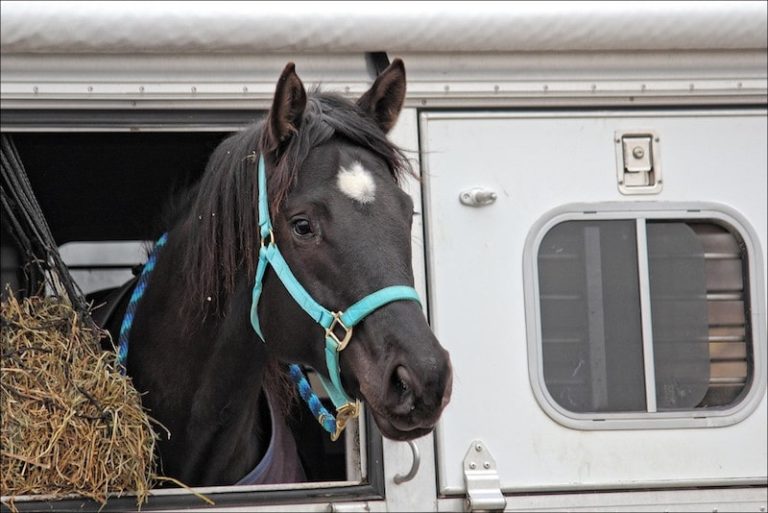 Loading a Horse on a Trailer: Simple Step By Step Guide
