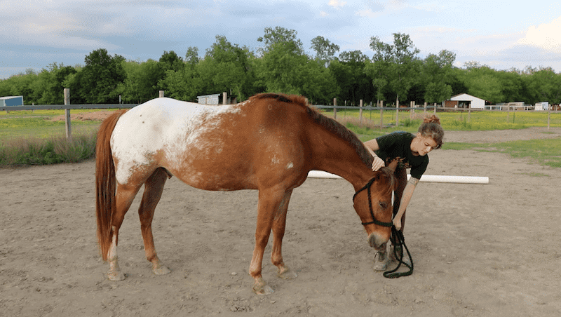 How to Train a Horse: Step-By-Step Guide