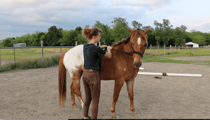 5 Best Groundwork Exercises for Your Horse