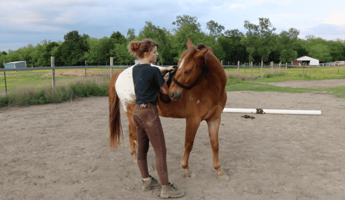 How to Train a Horse: Step-By-Step Guide