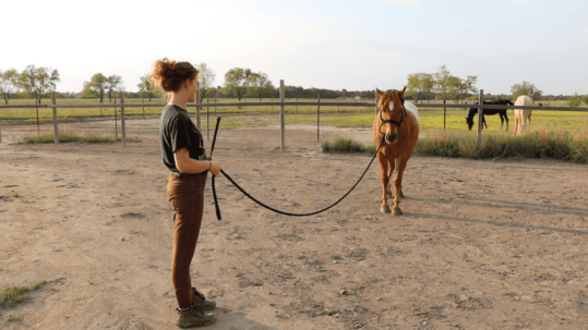 5 Best Groundwork Exercises for Your Horse