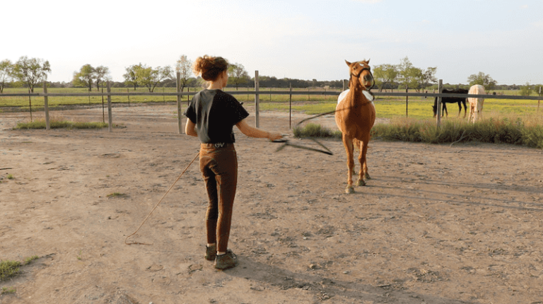 5 Best Groundwork Exercises for Your Horse