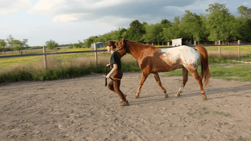 5 Best Groundwork Exercises for Your Horse