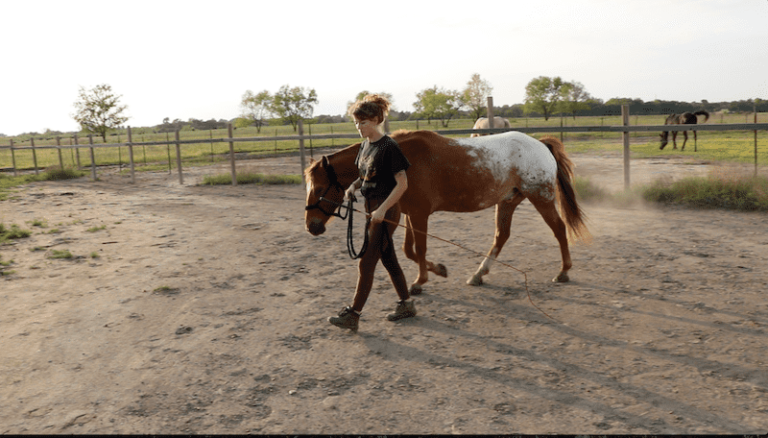 How to Train a Horse: Step-By-Step Guide