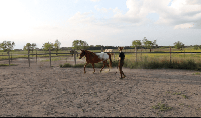 5 Best Groundwork Exercises for Your Horse