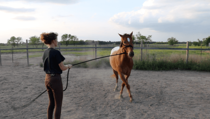 Making Your Horse Move Sideways: Simple Training Guide