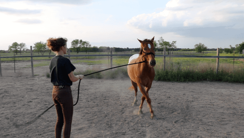 Making Your Horse Move Sideways: Simple Training Guide