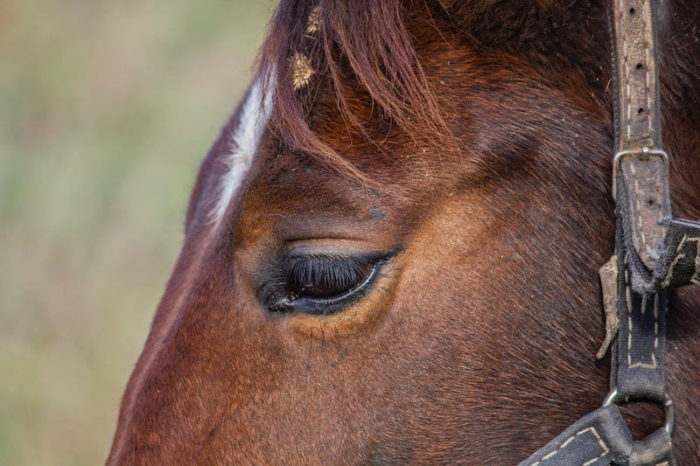 Common Horse Injuries and How to Treat Them
