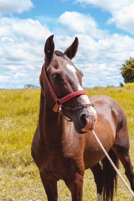 Choosing the Right Horse: 10 Expert Tips