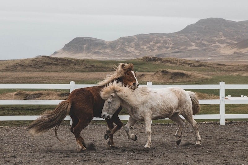 Choosing the Right Horse: 10 Expert Tips
