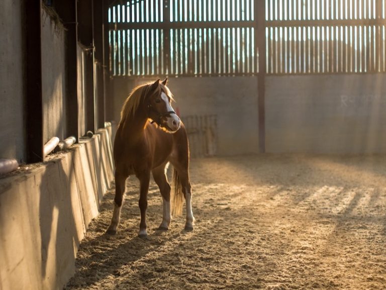 26 Horse Safety Tips for Beginners