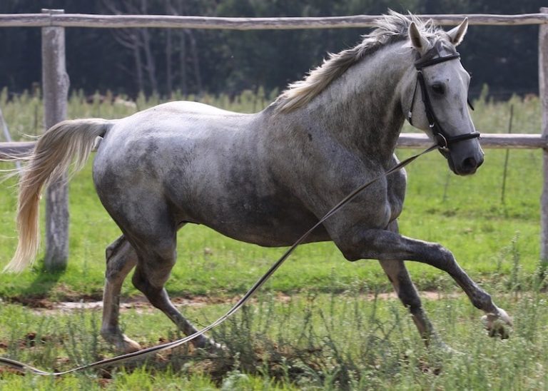 Horse Terminology 101 | Words Every Equine Should Know