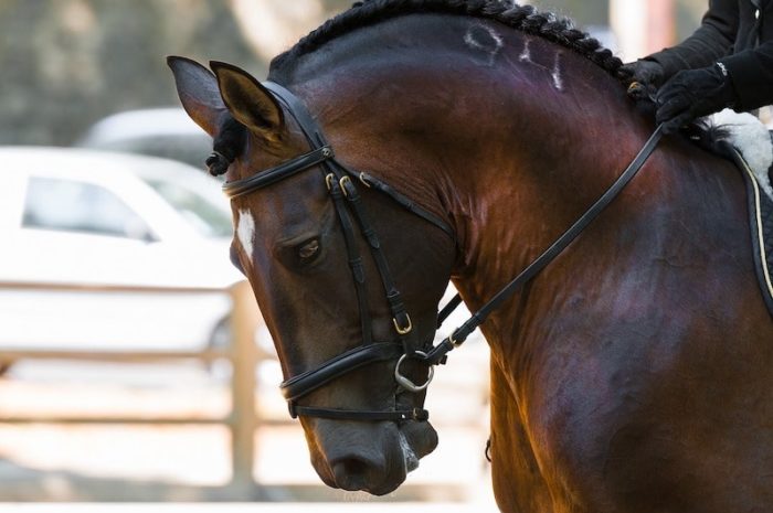 Common Horse Injuries and How to Treat Them