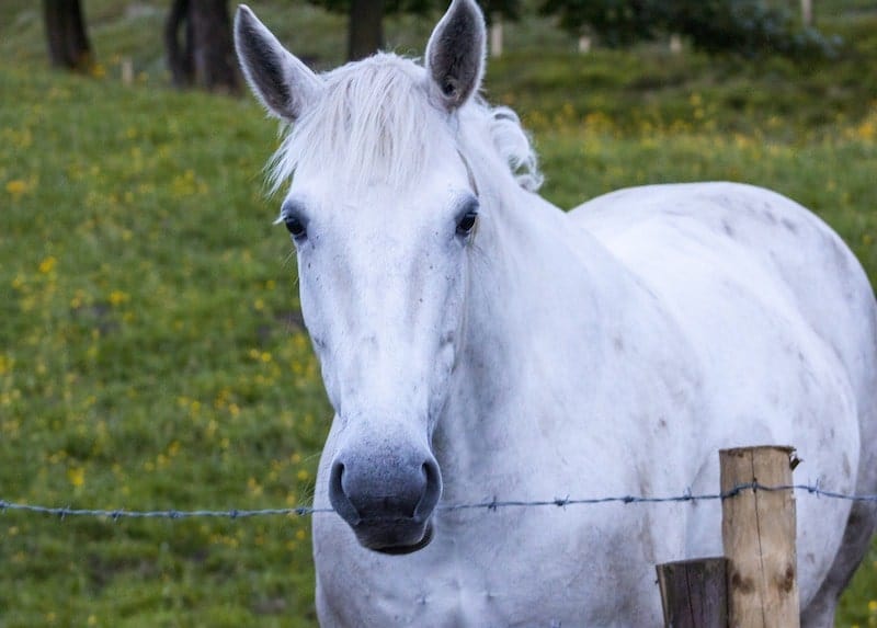 Common Horse Injuries and How to Treat Them