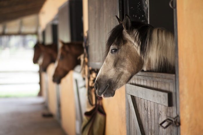 Horse Terminology 101 | Words Every Equine Should Know