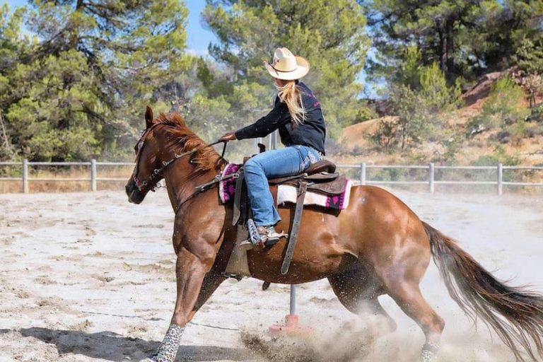 50 Tips for New Horse Owners: Everything You Need to Know