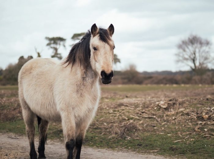 Choosing the Right Horse: 10 Expert Tips