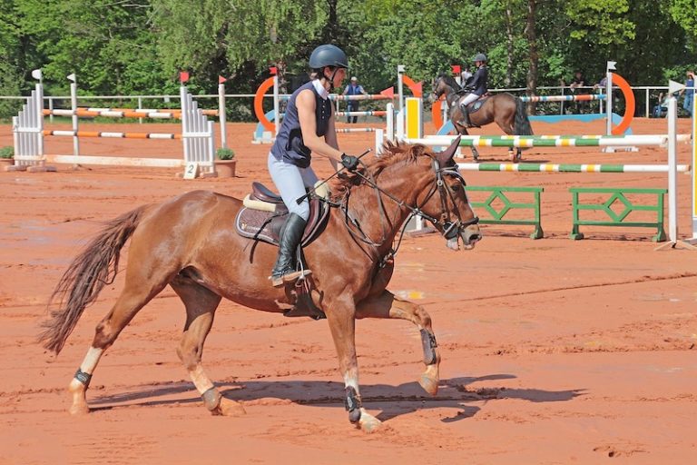 15 Tips for Beginner Horseback Riders