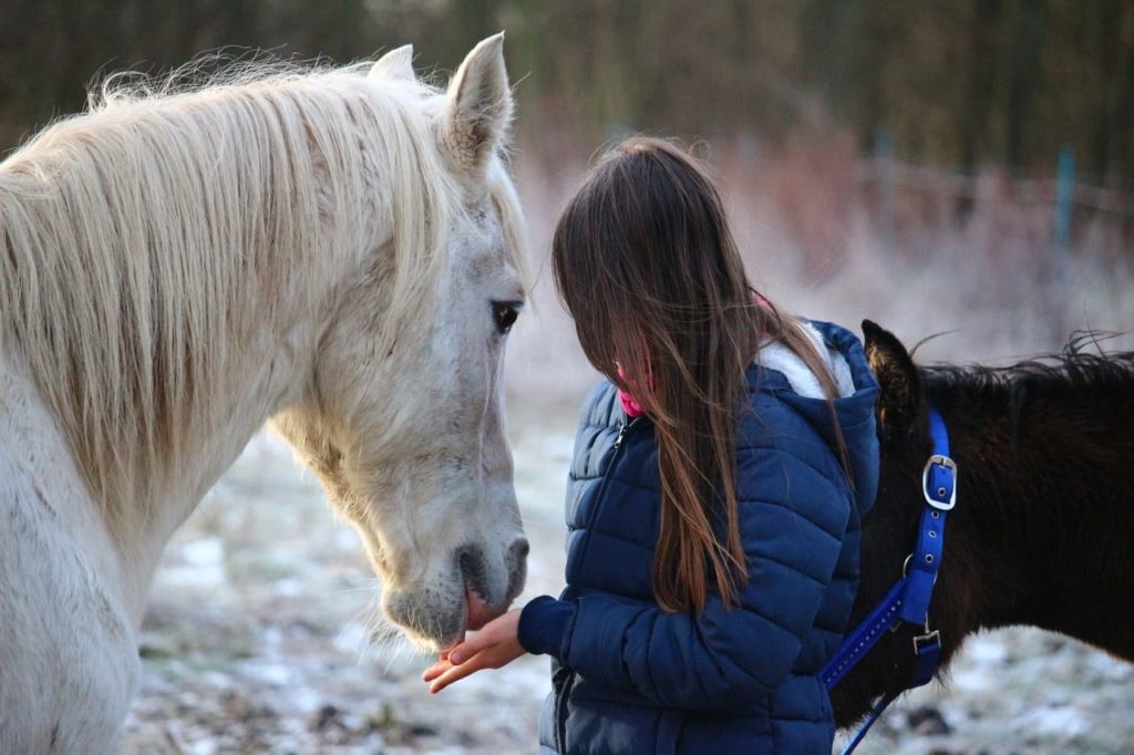 Overcoming a Fear of Horses: 11 Tips and Tricks