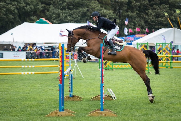 Training a Horse to Jump: Easy Step by Step Guide