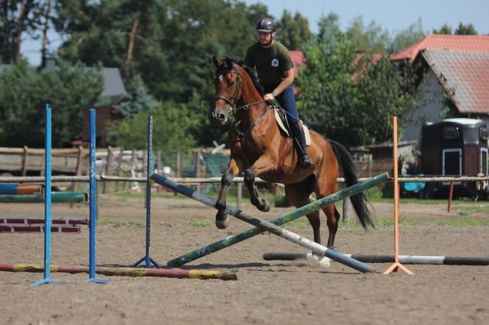 Training a Horse to Jump: Easy Step by Step Guide