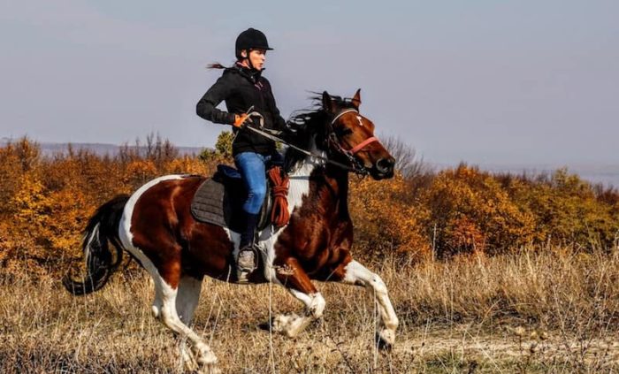 Disrespectful Horse Behavior: Training Guide