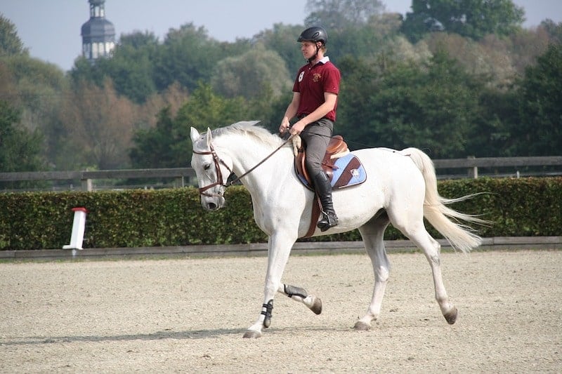 Getting Your Horse on the Bit: 11 Reliable Solutions