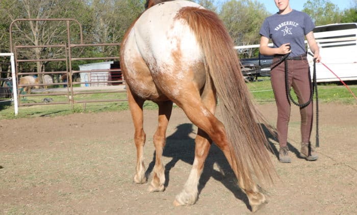 Making Your Horse Move Sideways: Simple Training Guide