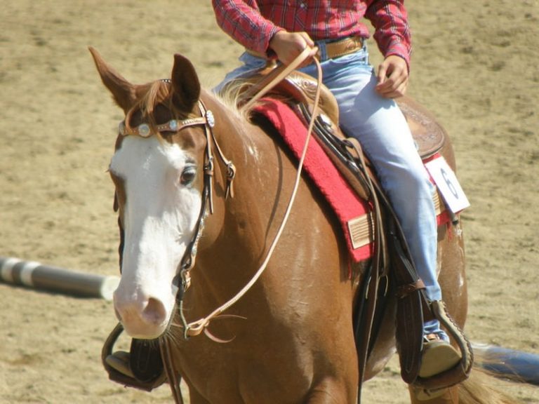 Teaching A Horse to Neck Rein: Step-By-Step Guide