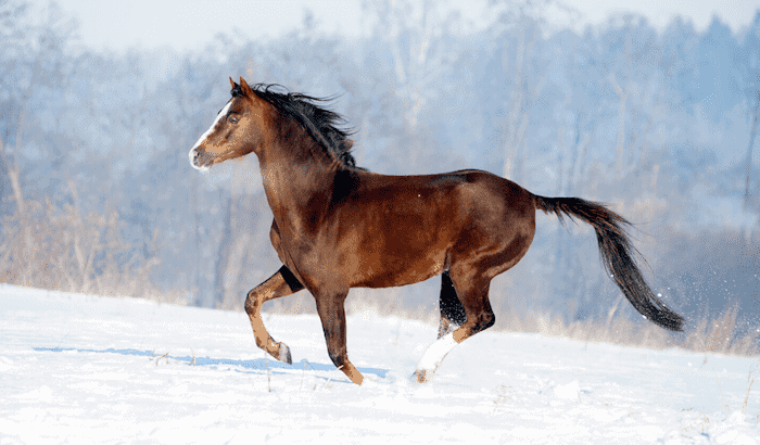 15 Most Popular Horse Breeds In the US