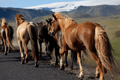 What Is a Gaited Horse? Everything You Need to Know