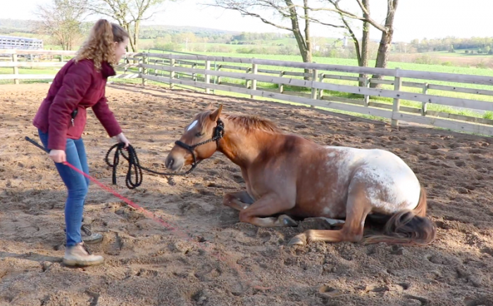 How to Teach a Horse to Lay Down: Step-By-Step Guide