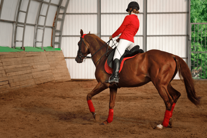 What Is a Gaited Horse? Everything You Need to Know