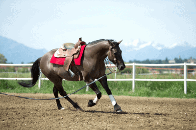 Horses That Won’t Stop When Riding: What You Need to Know