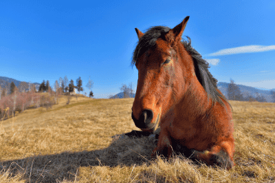 How to Tell If a Horse Is Drugged (Read Before Buying a Horse)