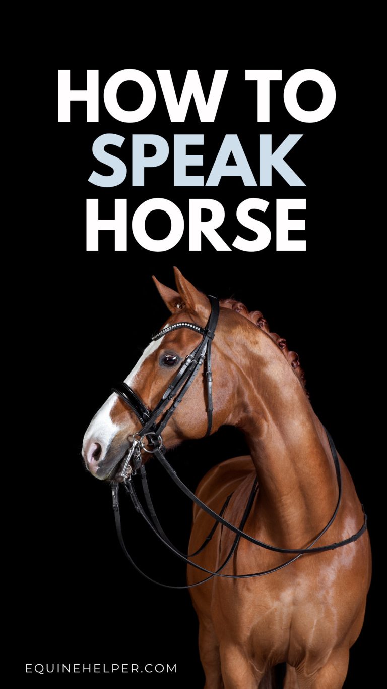 How Horses Communicate: Complete Horse Body Language Guide