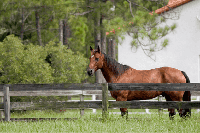 How Horses Communicate: Complete Horse Body Language Guide