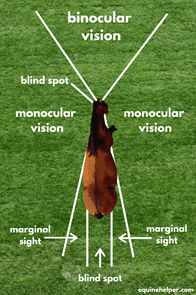 How Horses See: Ultimate Horse Eyesight Guide