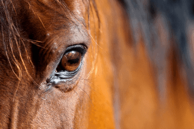 How Horses See: Ultimate Horse Eyesight Guide