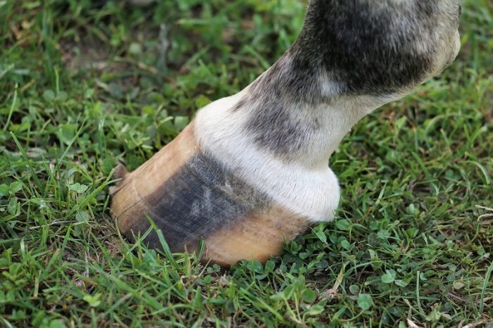 What Horse Hooves Are Made Of: Complete Guide