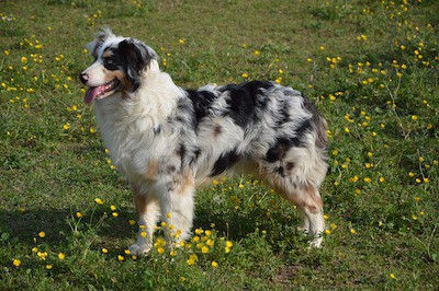 10 Best Dog Breeds That Do Well With Horses