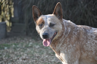 10 Best Dog Breeds That Do Well With Horses