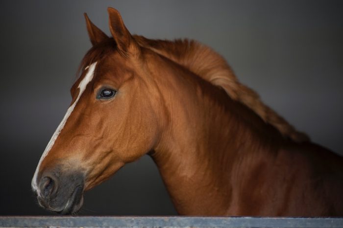 Top 10 Horse Games To Play (Picked By A Real Equestrian)