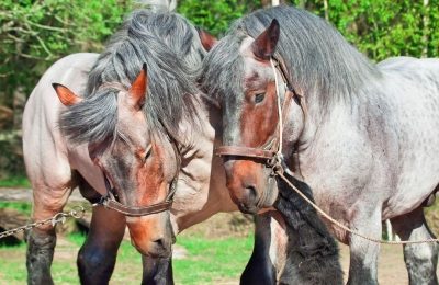 21 Common Horse Colors, Markings, & Patterns With Pictures
