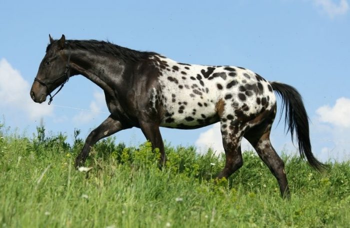 Top 8 Fastest Horse Breeds In The World