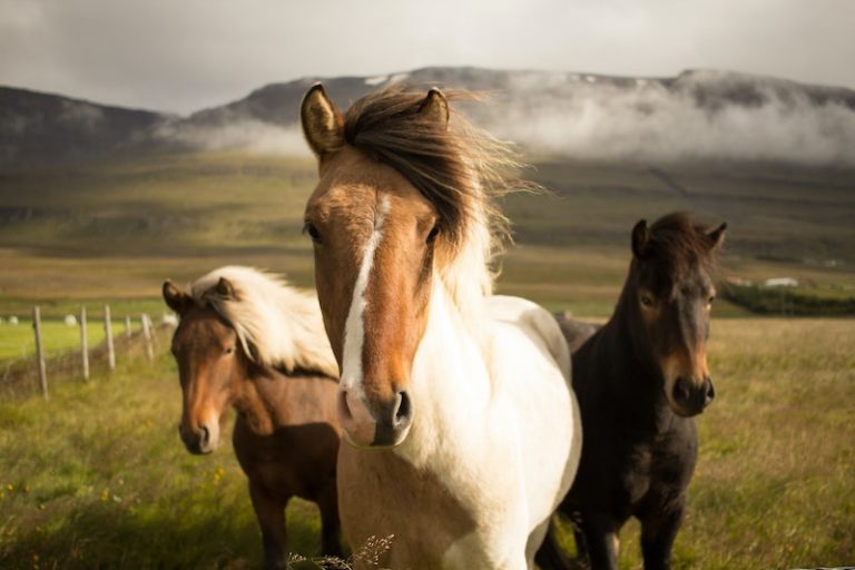 The Difference Between Horses and Ponies: Complete Guide