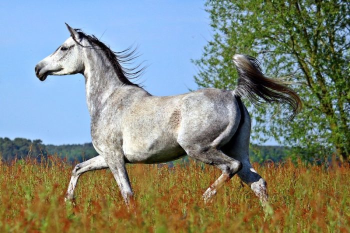 Top 8 Fastest Horse Breeds In The World