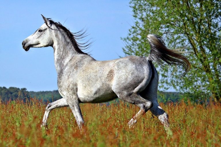 Top 8 Fastest Horse Breeds In The World