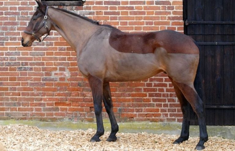 Why Horses Are Clipped: Everything You Need To Know